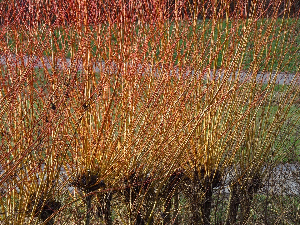 Heimische Weiden für viele Einsätze - Natur im Garten Blog