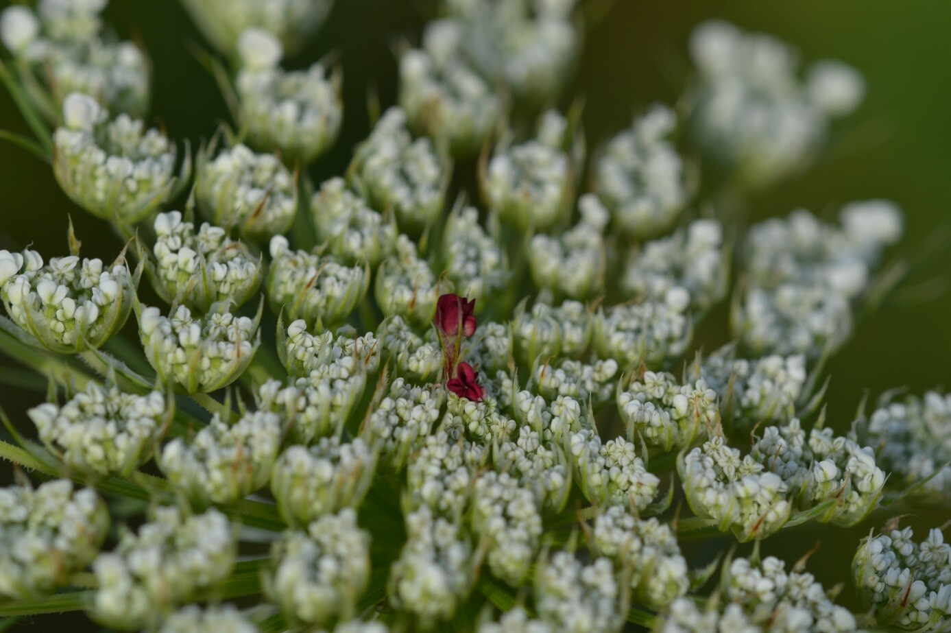 Der Mohr aus Syrien - Natur im Garten Blog